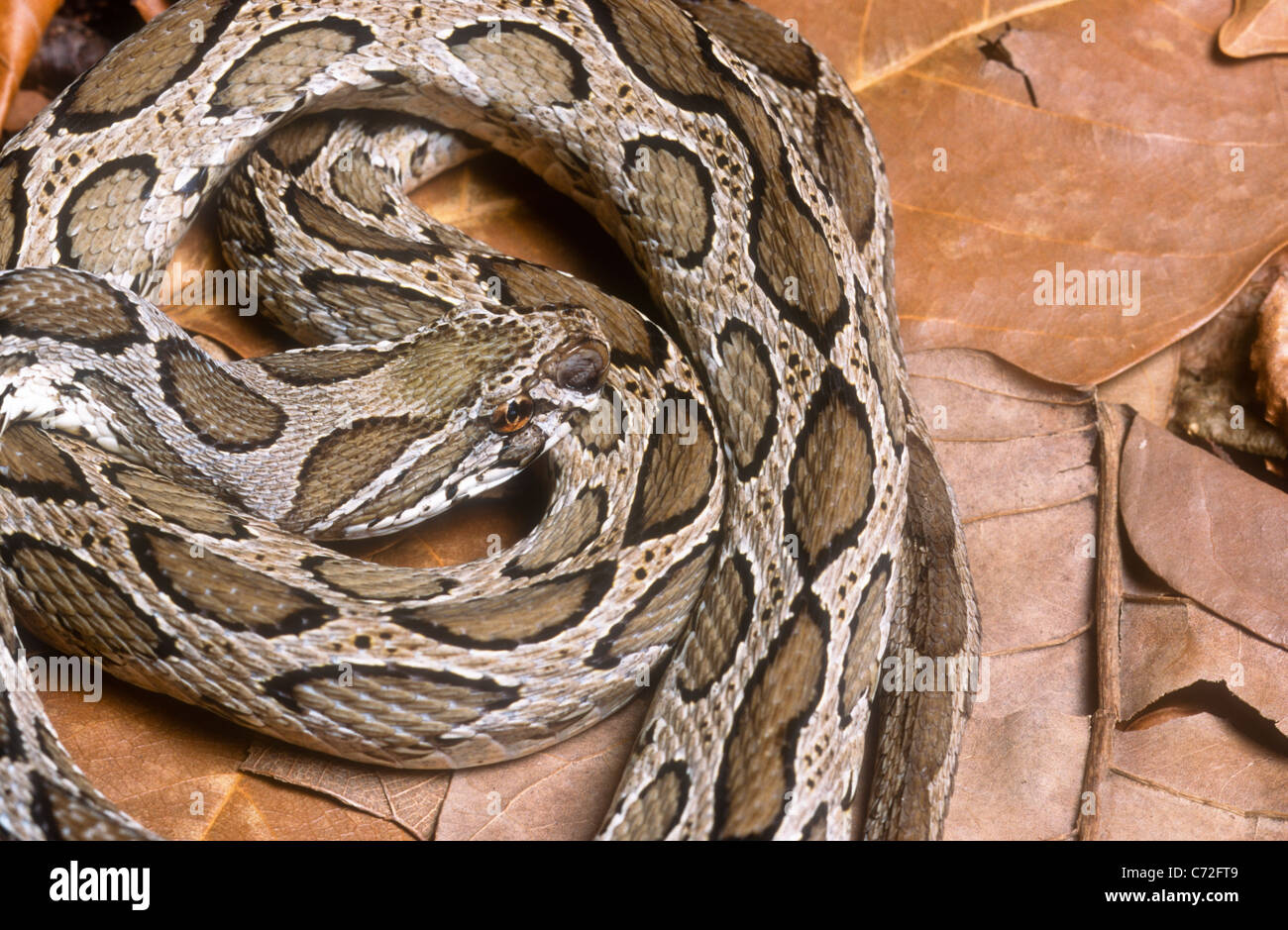 Russell's viper, Daboia russelli, South Asia Stock Photo - Alamy