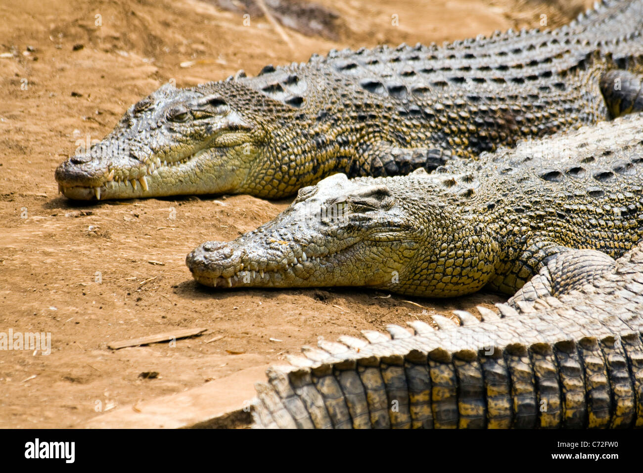 Portrait of a crocodile Stock Photo - Alamy