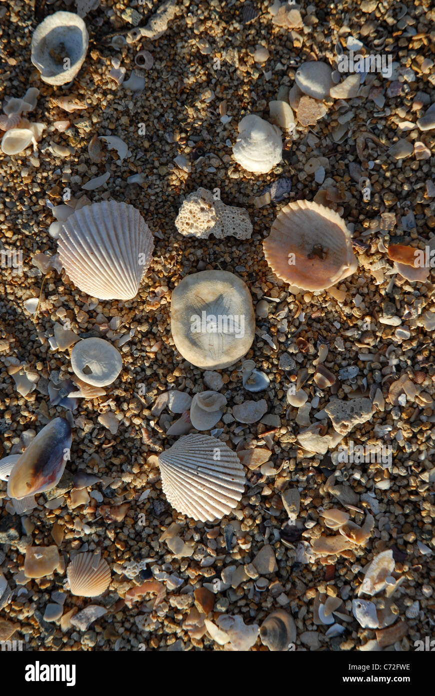 Australia shells seashells hi-res stock photography and images - Alamy