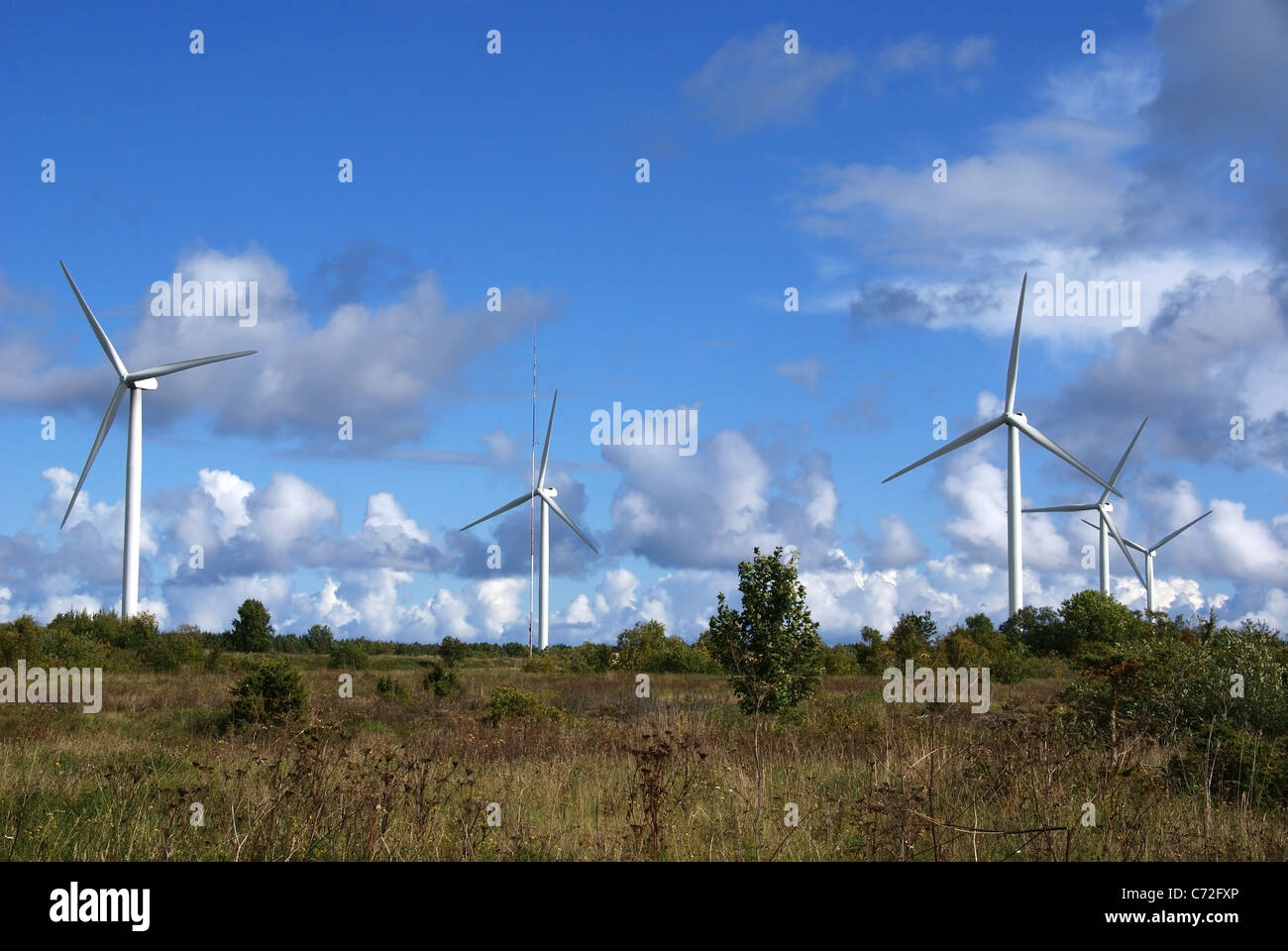 Propeller tree hi-res stock photography and images - Alamy