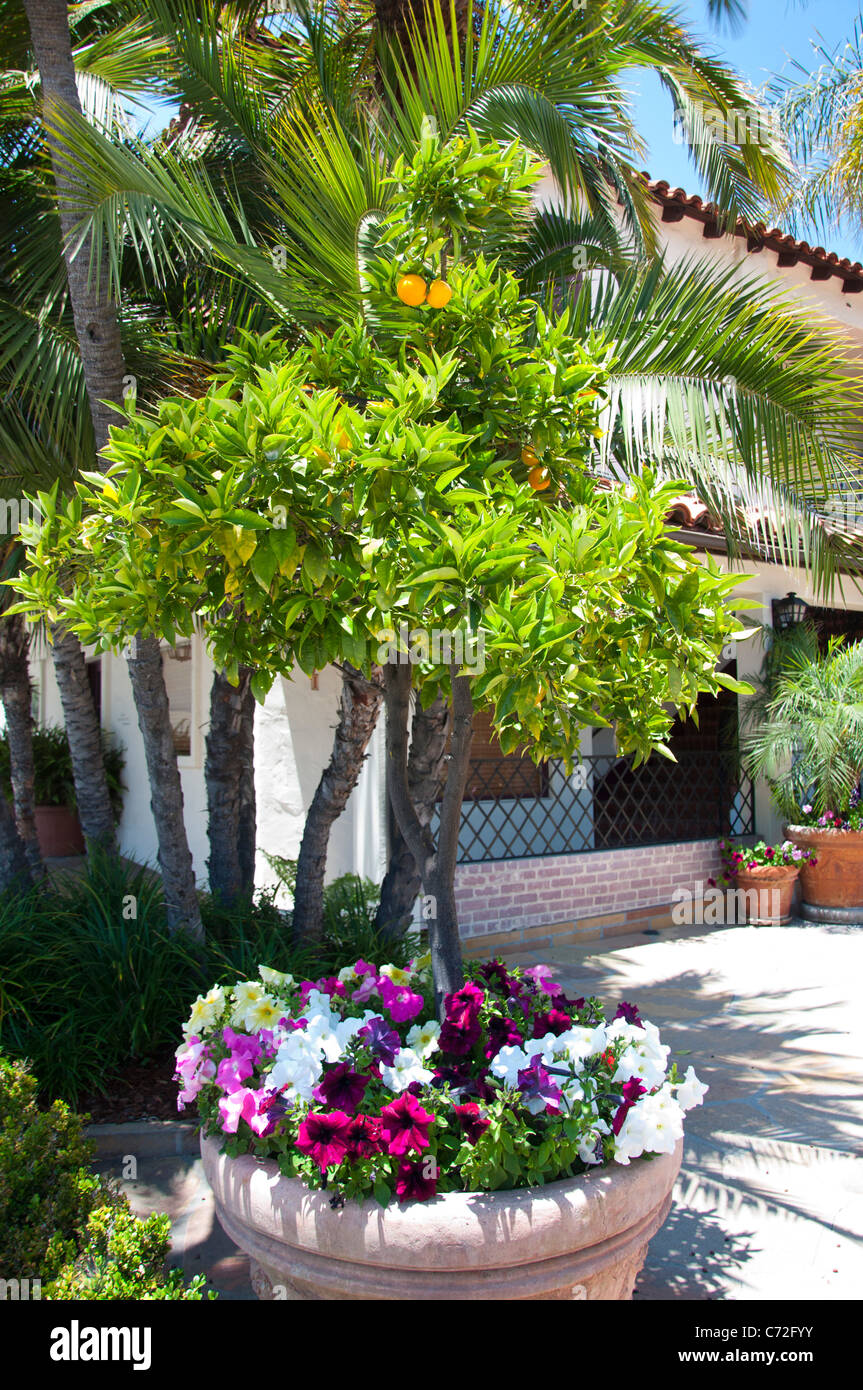 Decorative orange tree and flowers Stock Photo - Alamy