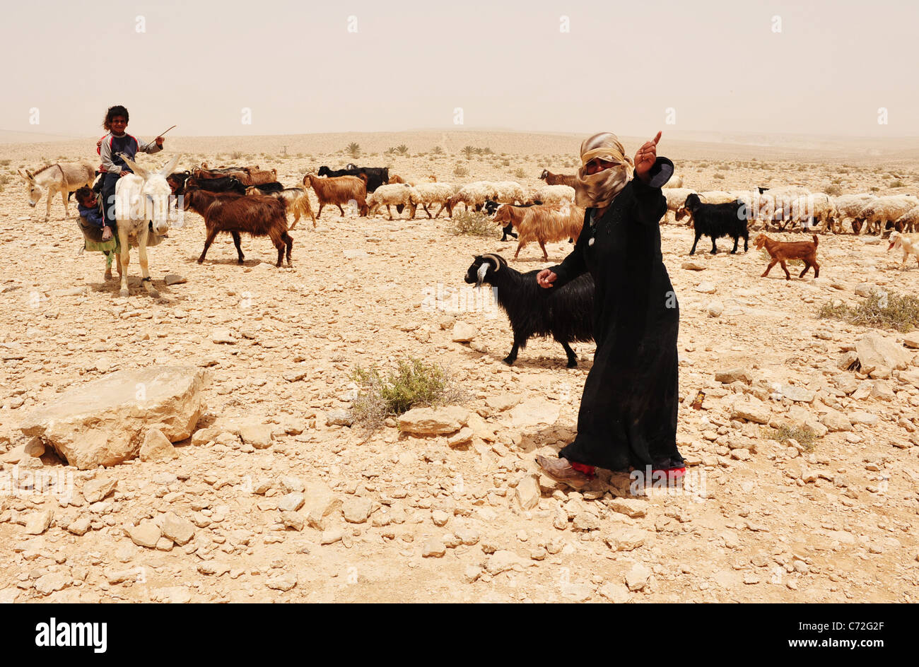 Nomadic Arab Tribes High Resolution Stock Photography and Images - Alamy