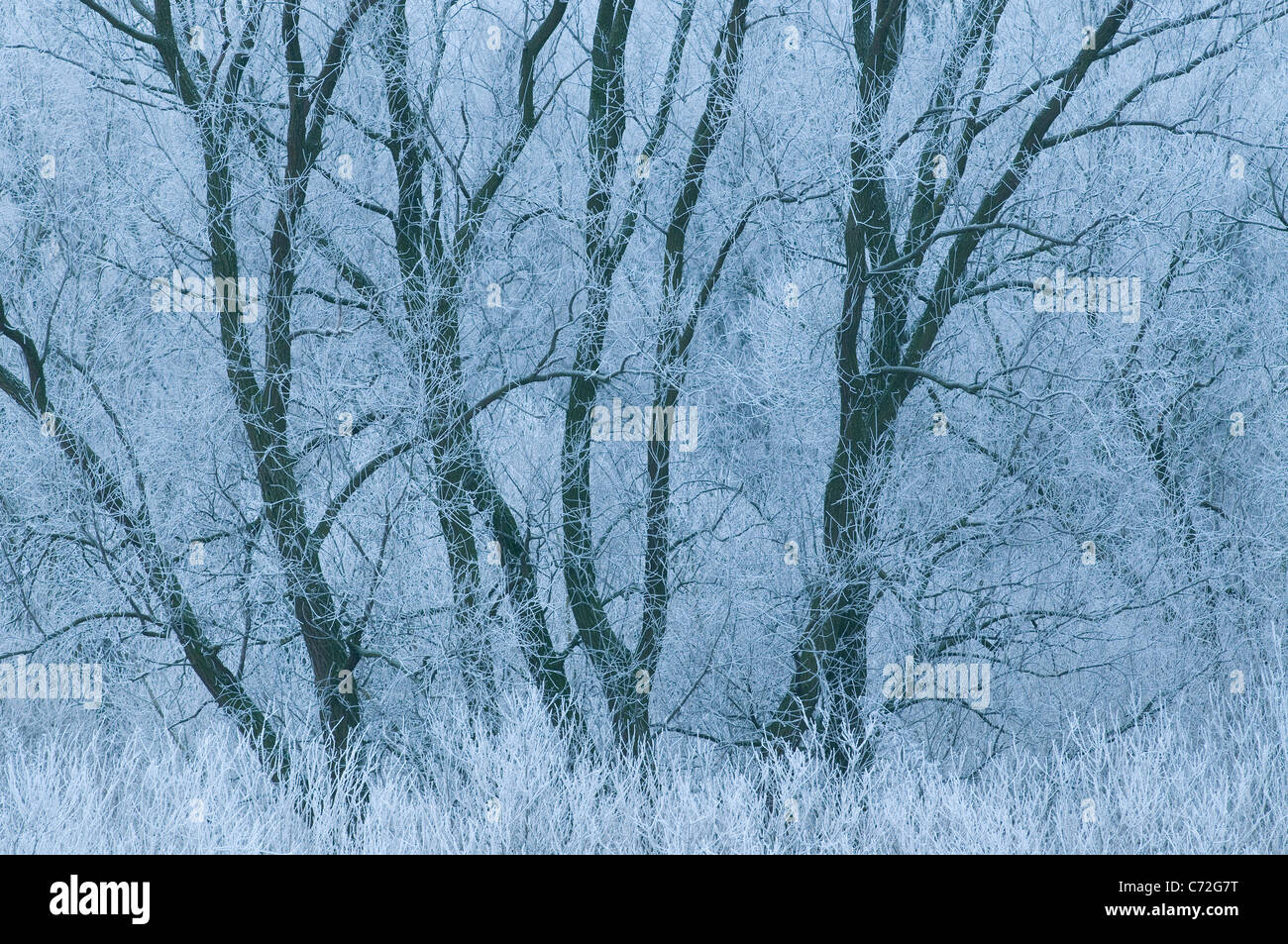 Willow salix sp hi-res stock photography and images - Alamy