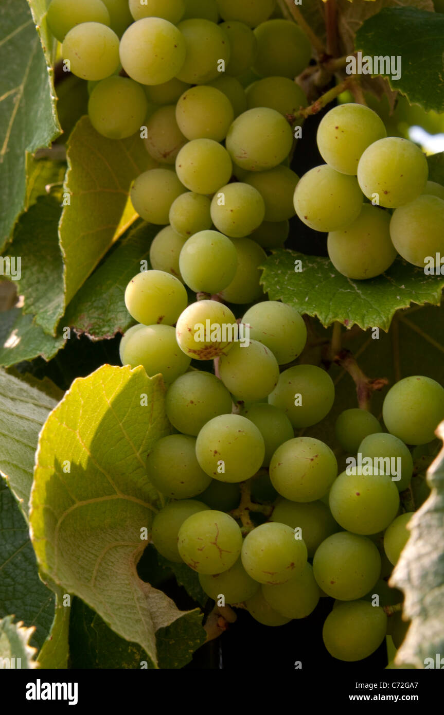 Pale grapes hi-res stock photography and images - Alamy