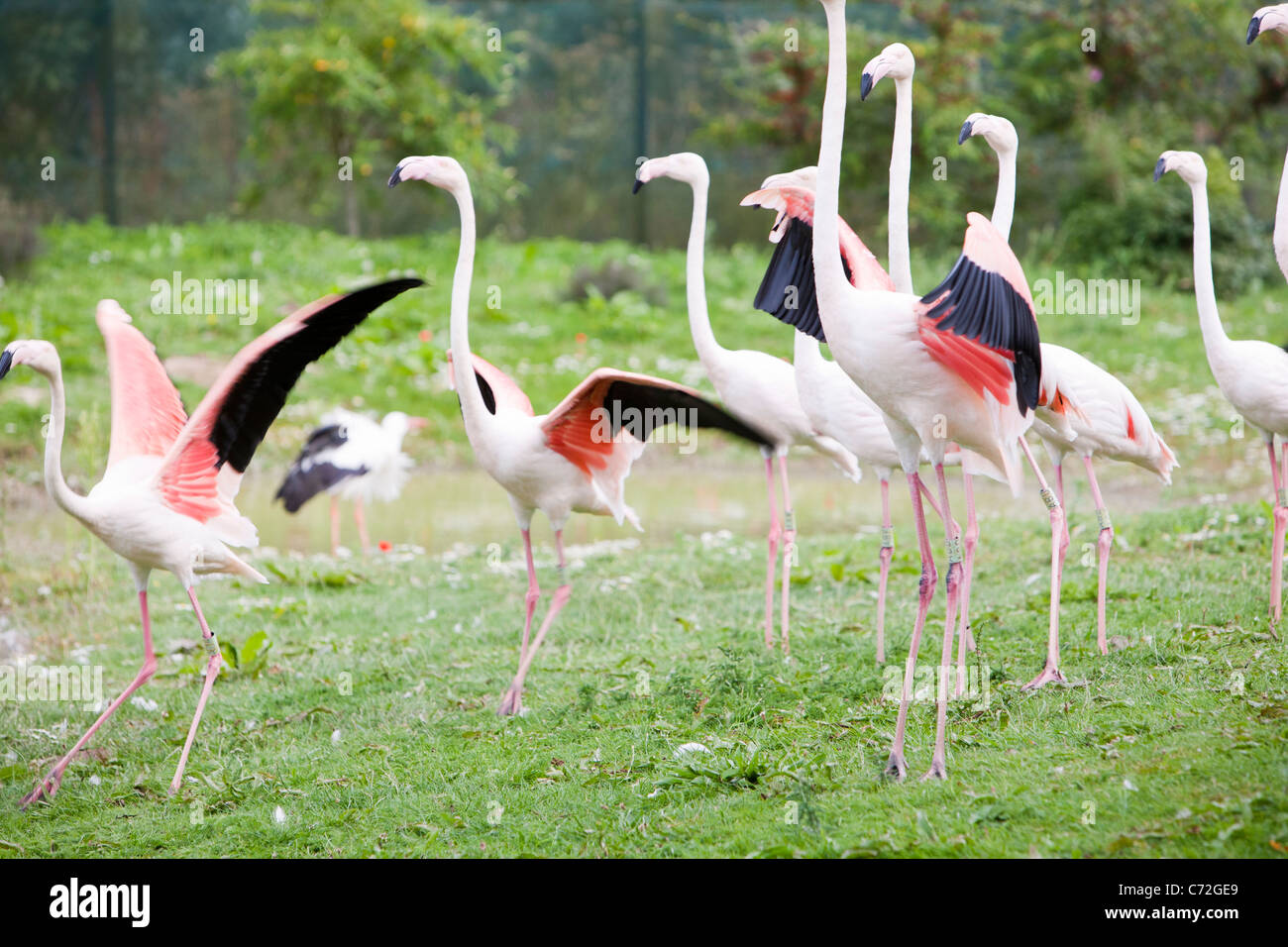 Pink flamingos flapping wings hi-res stock photography and images - Alamy