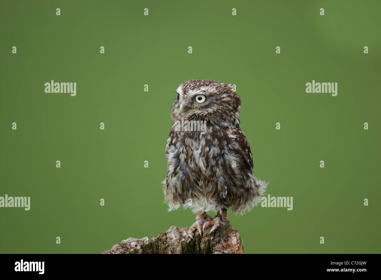 A captive Little Owl looking alert on a fence post in Mid Wales Stock ...