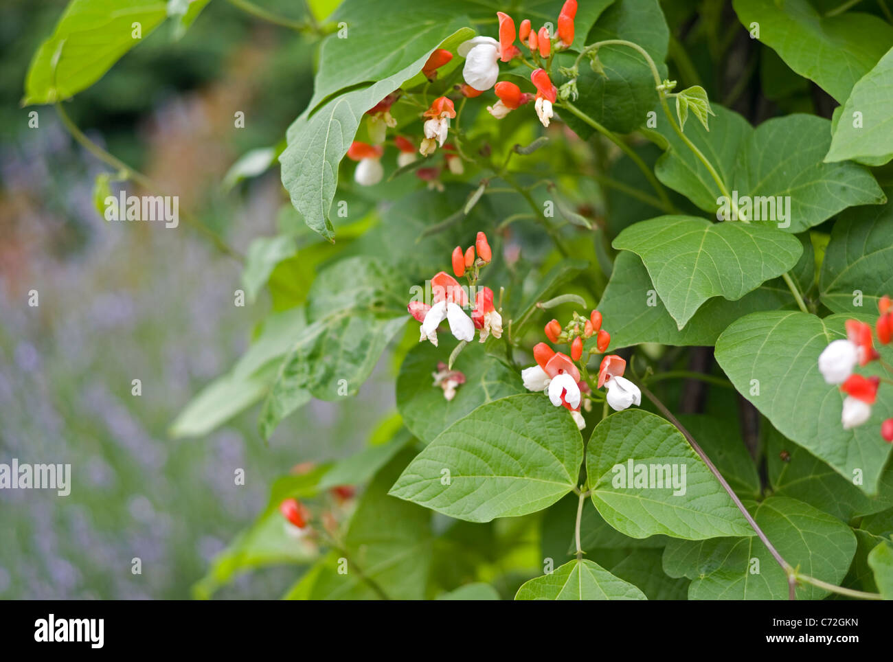 Runner bean flowers Stock Photo - Alamy