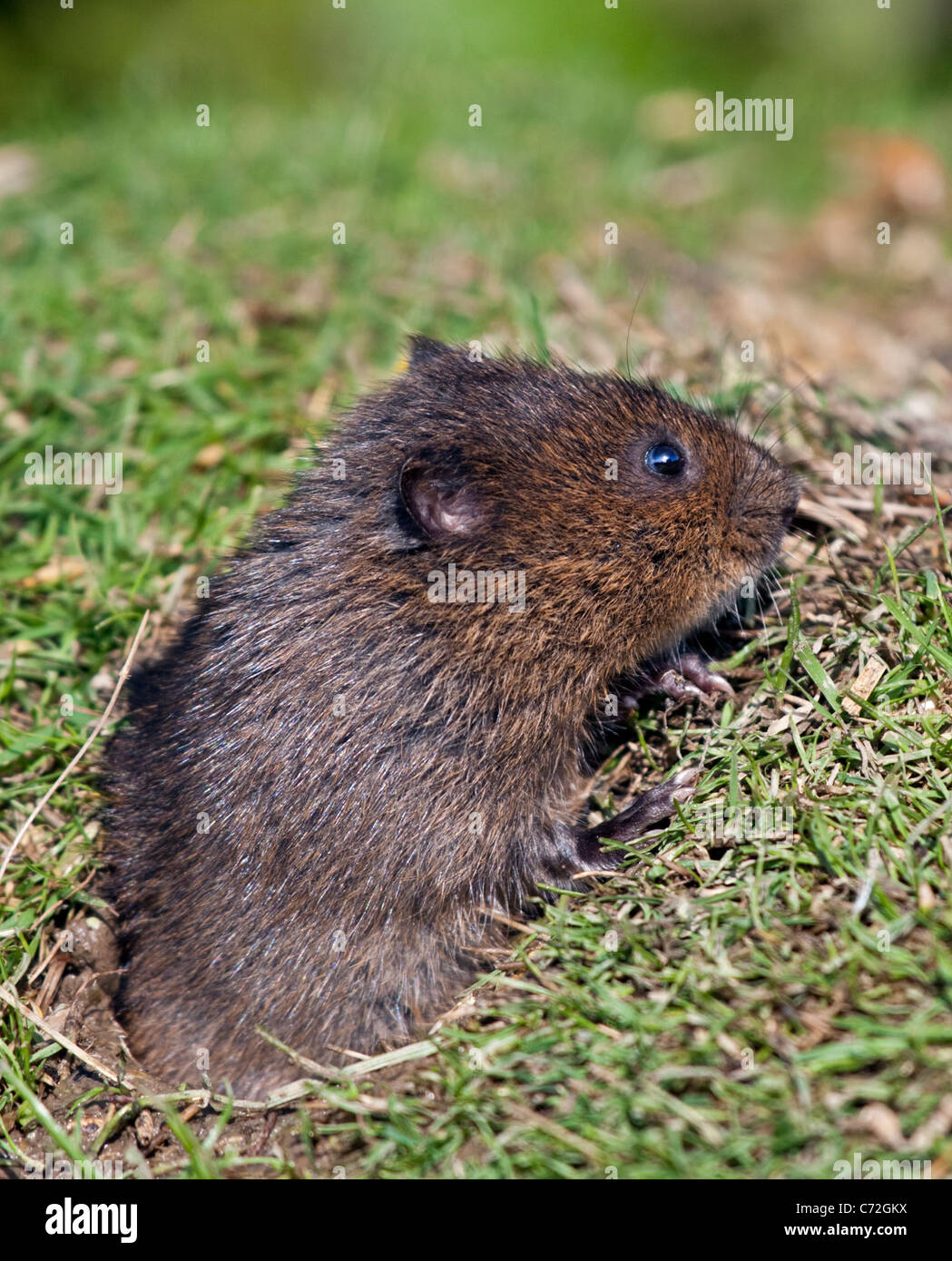 Bank voles uk hi-res stock photography and images - Alamy