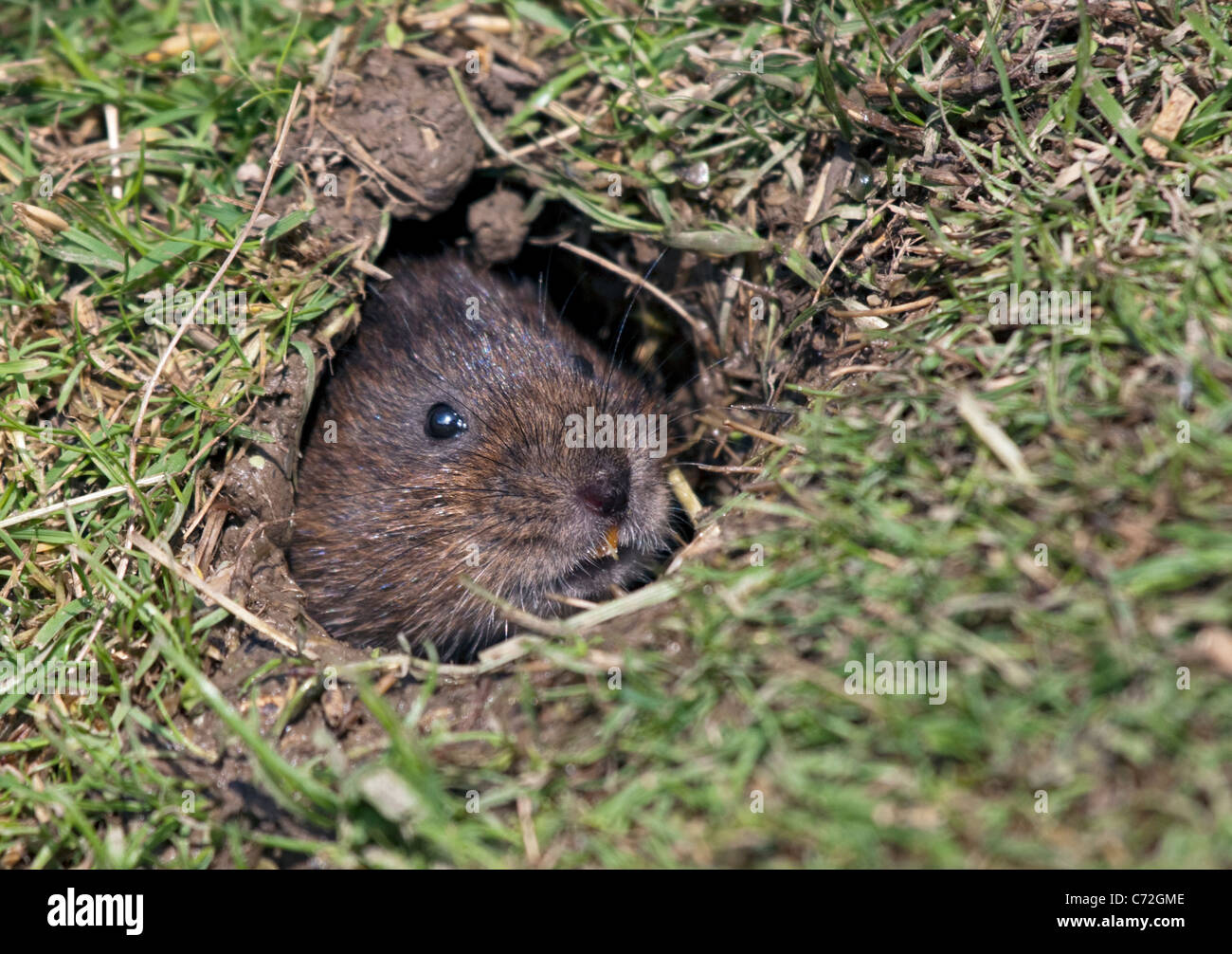 Water voles High Resolution Stock Photography and Images - Alamy