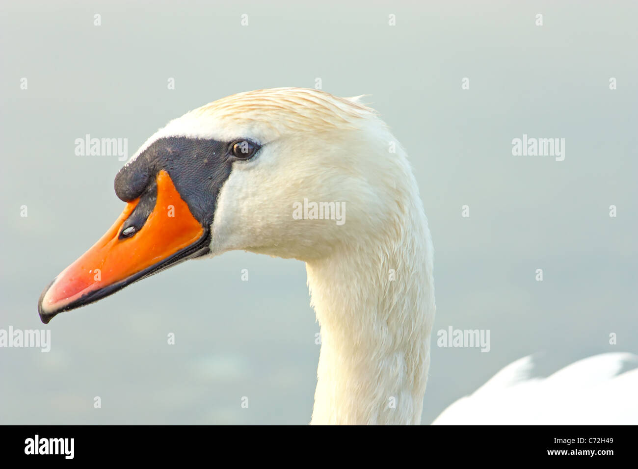 Big bird head hi-res stock photography and images - Alamy
