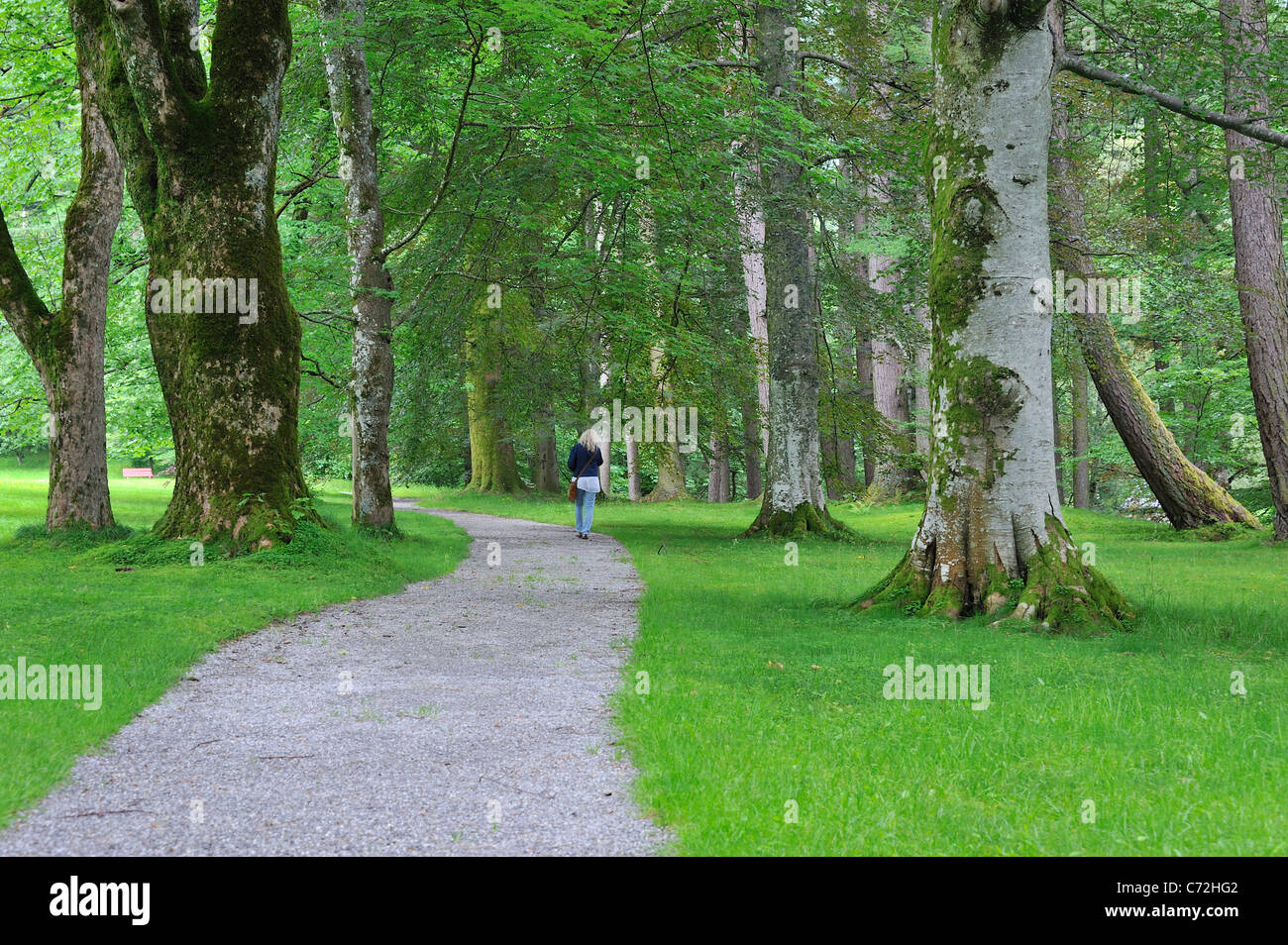 Walking path large trees hi-res stock photography and images - Alamy