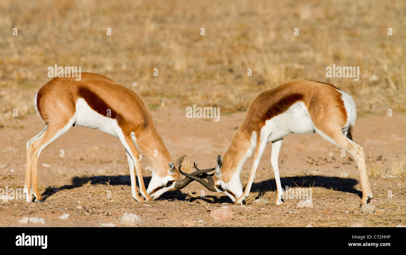 springbok in the Kalahari Stock Photo - Alamy