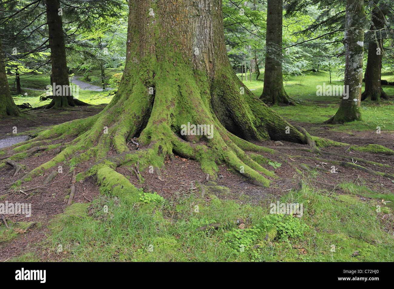 old large tree root in a park Stock Photo - Alamy