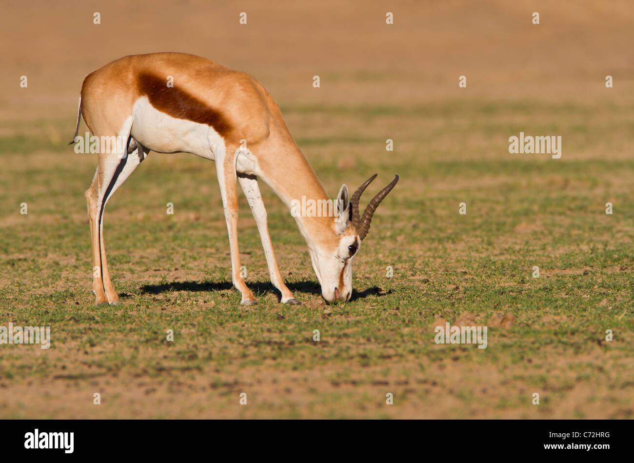 springbok in the Kalahari Stock Photo - Alamy