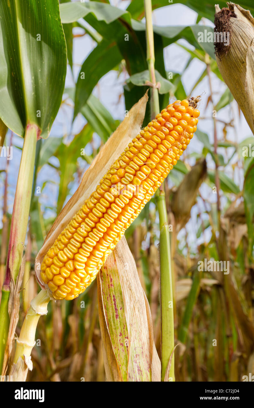 single ripe yellow cob of corn on a cornfield Stock Photo - Alamy