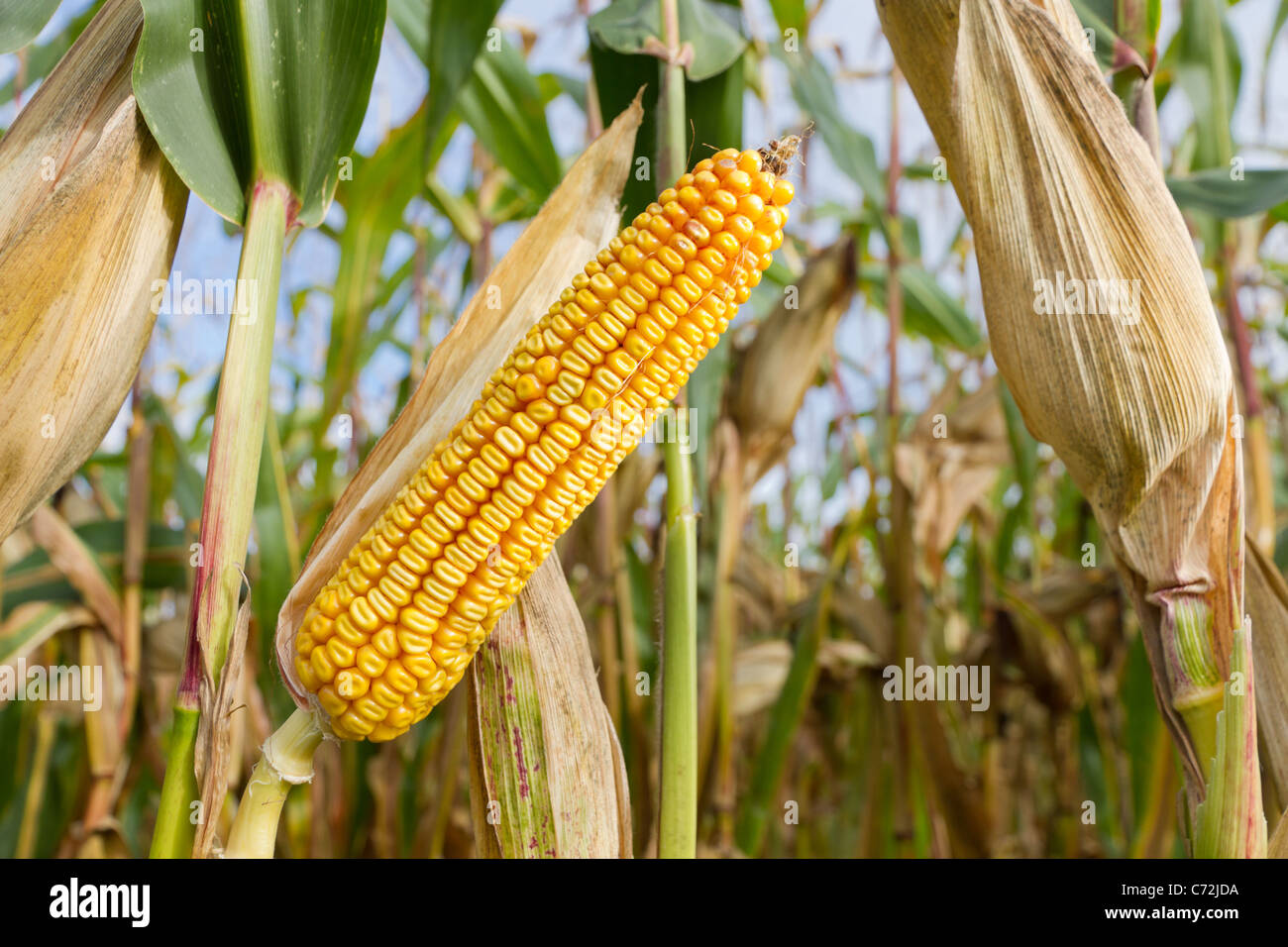 Mealie cob hi-res stock photography and images - Alamy