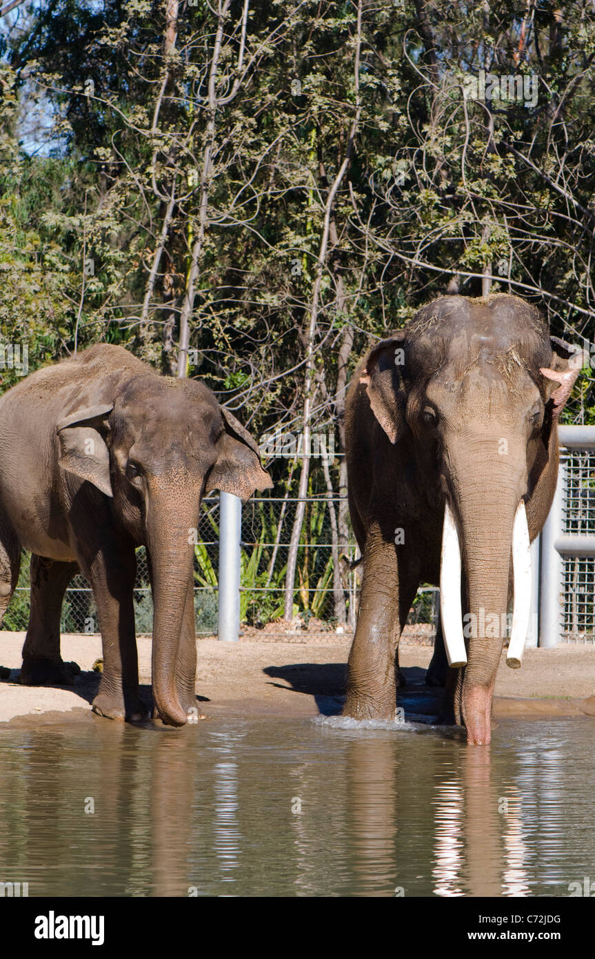 Elephant couple hi-res stock photography and images - Alamy