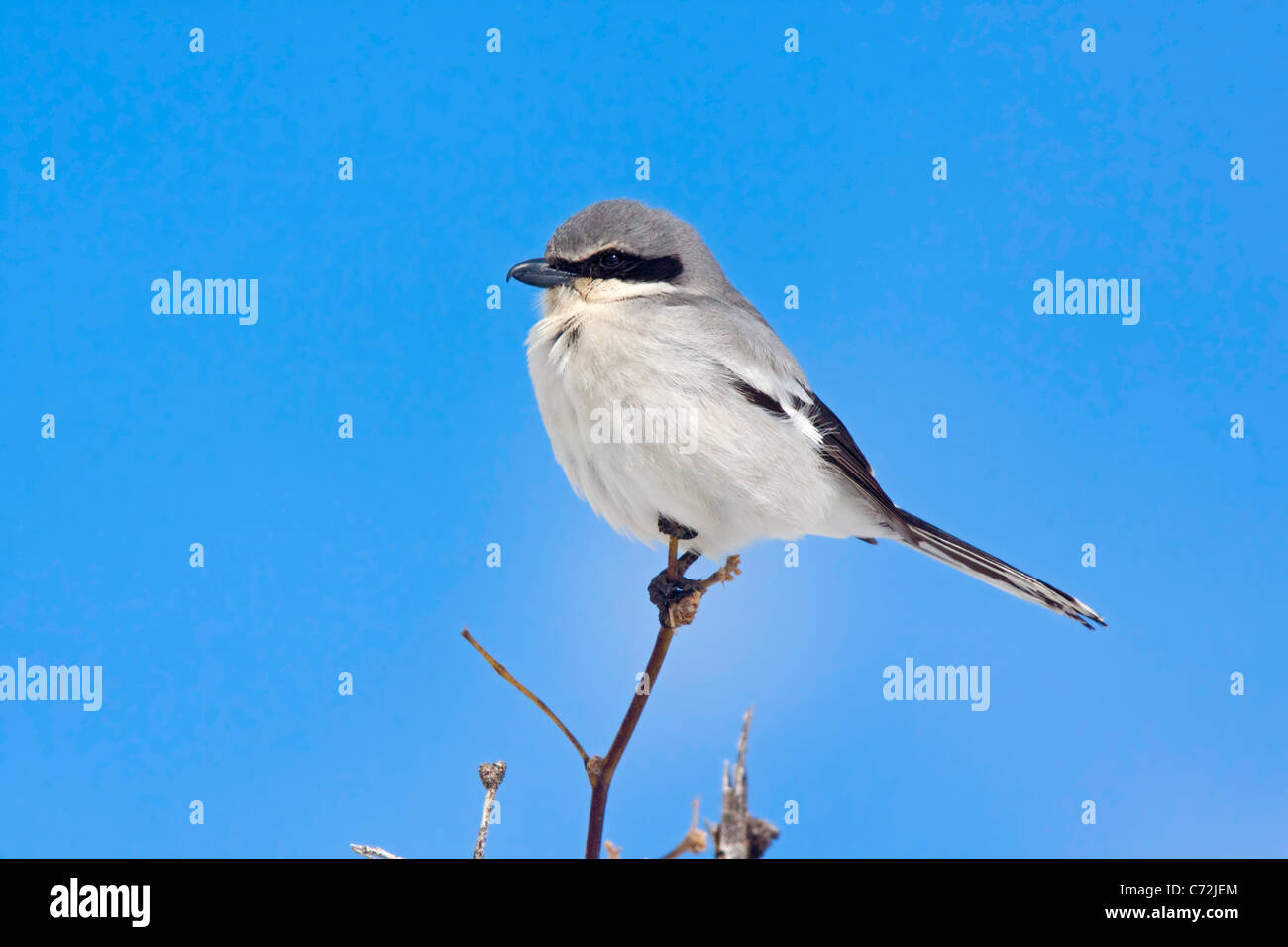 Laniidae hi-res stock photography and images - Alamy