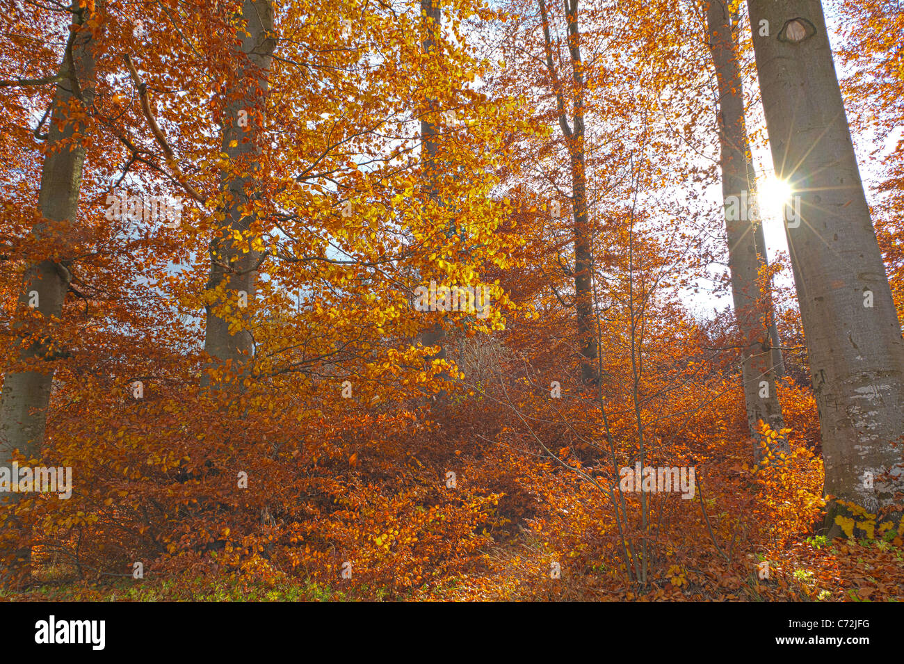 illuminated golden autumn forest with the sun slanting through the ...