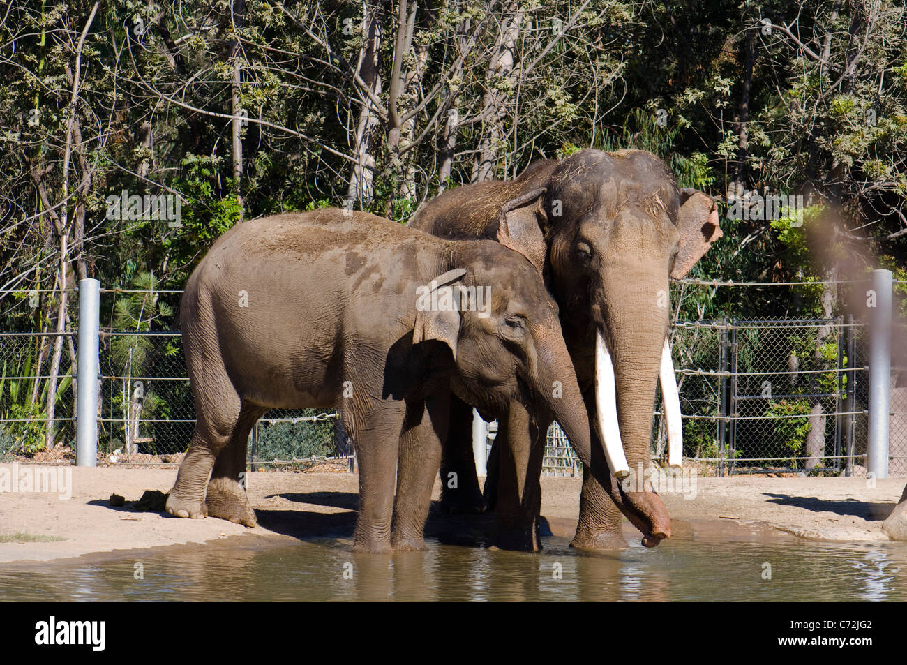 Elephant couple hi-res stock photography and images - Alamy