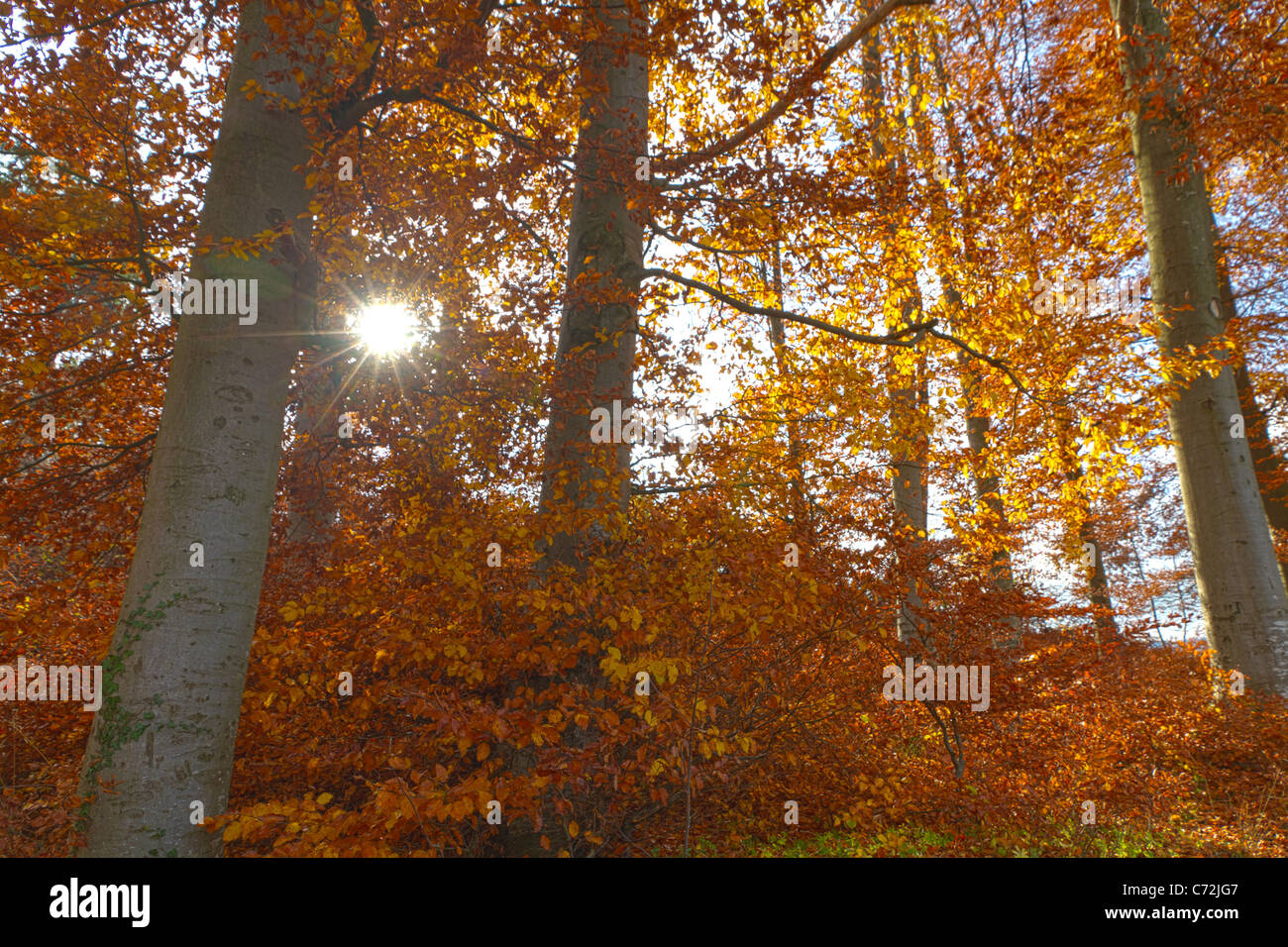 illuminated golden autumn forest with the sun slanting through the ...