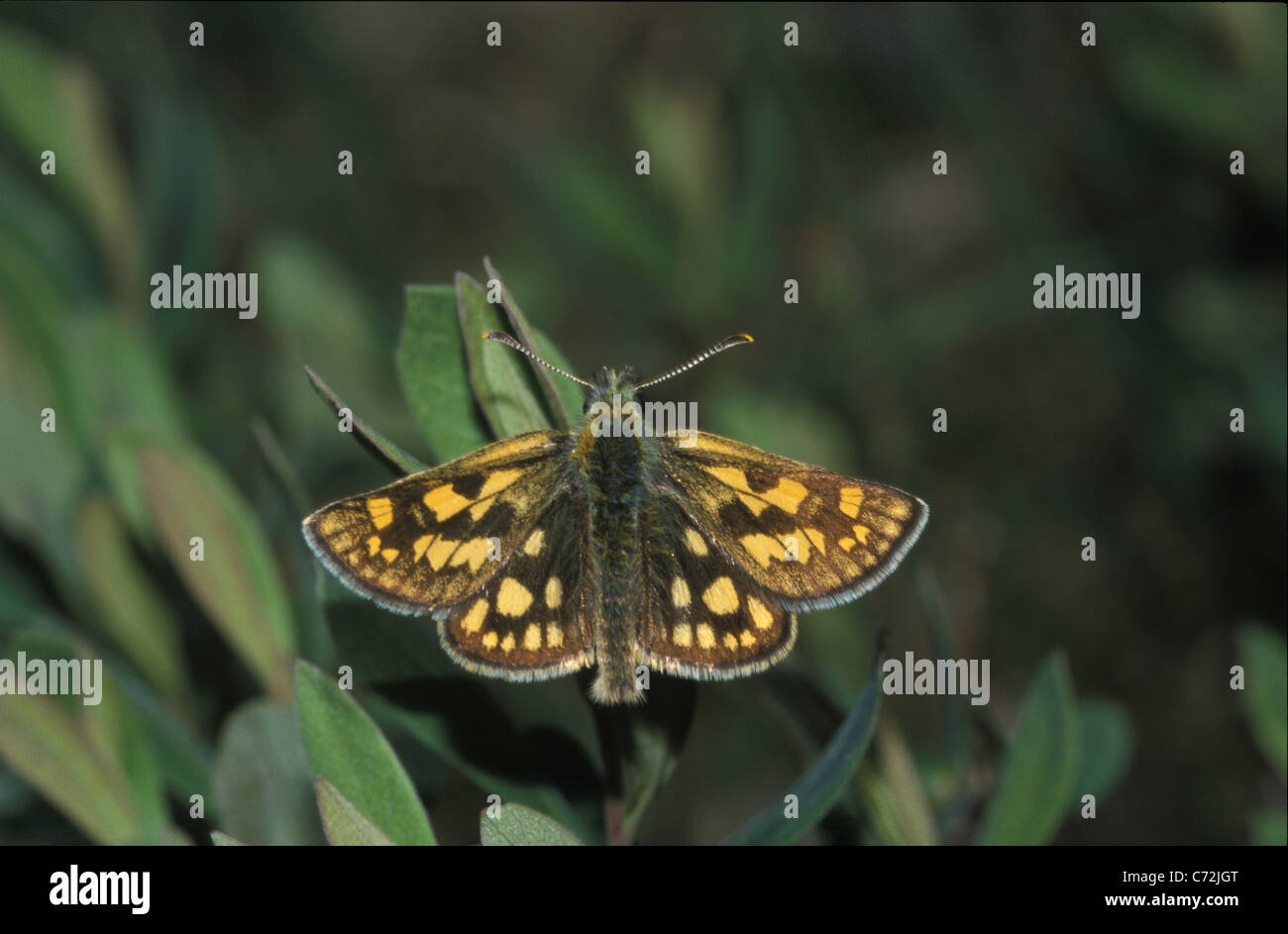 Carterocephalus palaemon Chequered Skipper Stock Photo - Alamy