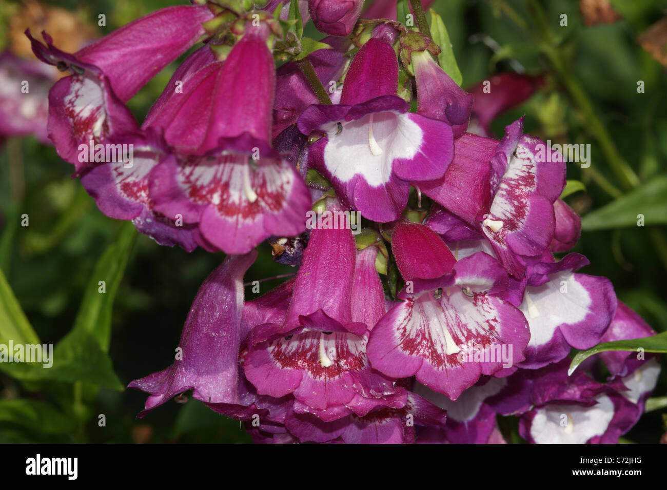 Comberton hi-res stock photography and images - Alamy