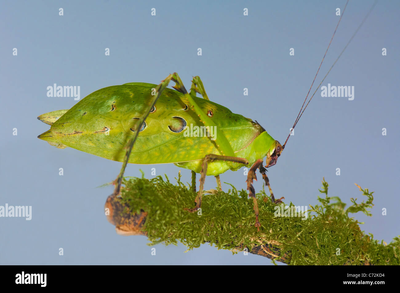 Fenestrata Stock Photos & Fenestrata Stock Images - Alamy