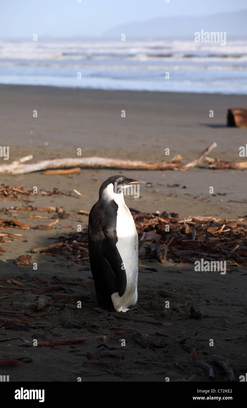 Happy feet penguin hi-res stock photography and images - Alamy