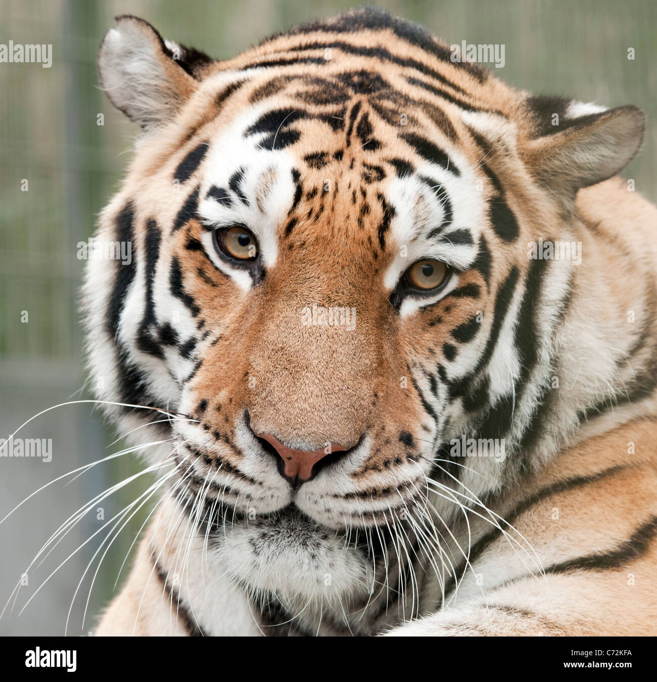 Amur tiger relaxing hi-res stock photography and images - Alamy