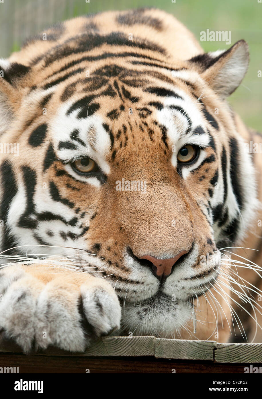 Tiger face shot hi-res stock photography and images - Alamy