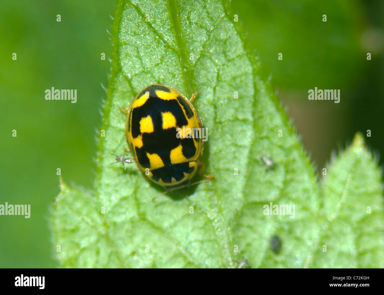 14 spotted ladybird hi-res stock photography and images - Alamy