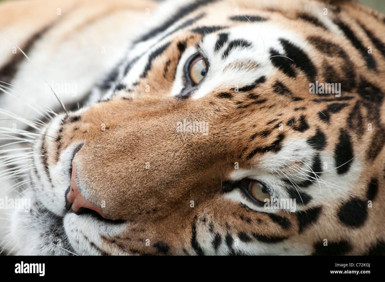 Male Amur tiger (extreme close-up Stock Photo - Alamy