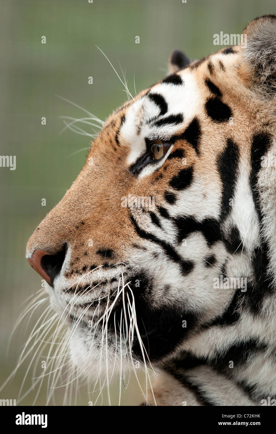 Siberian Tiger Face Profile
