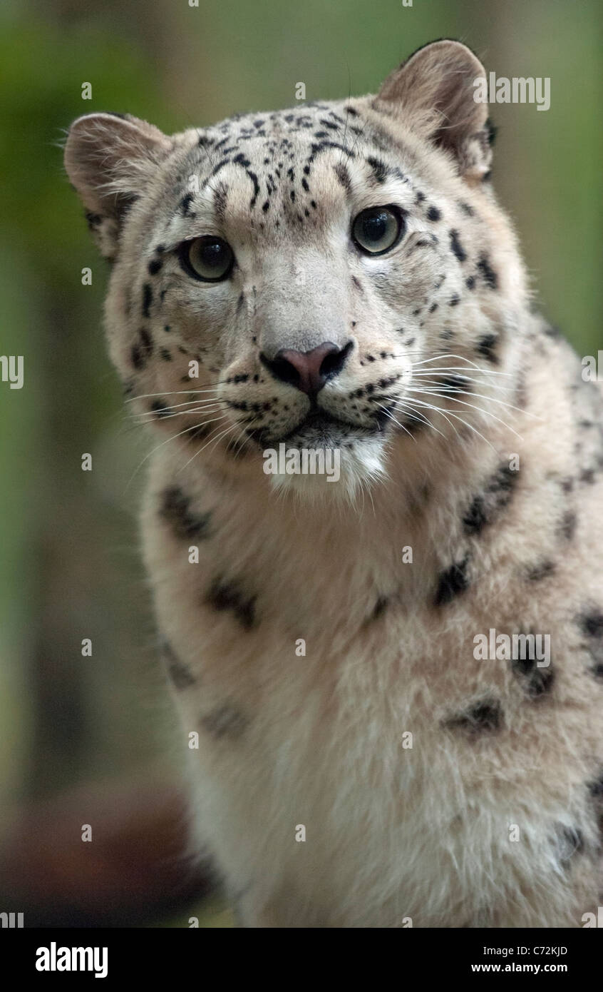 Female snow leopard looking at camera Stock Photo - Alamy