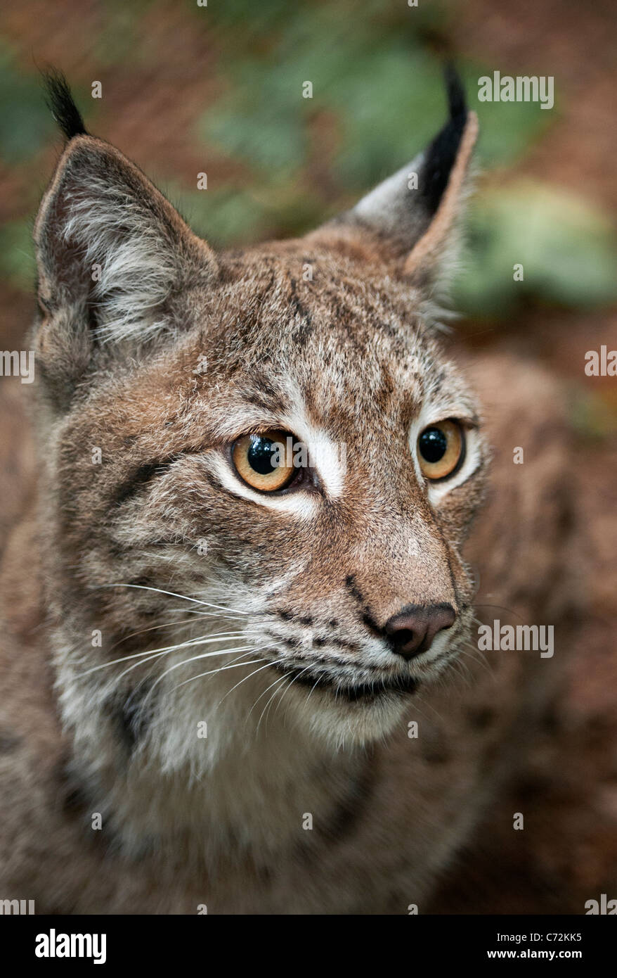 Male lynx close up hi-res stock photography and images - Alamy