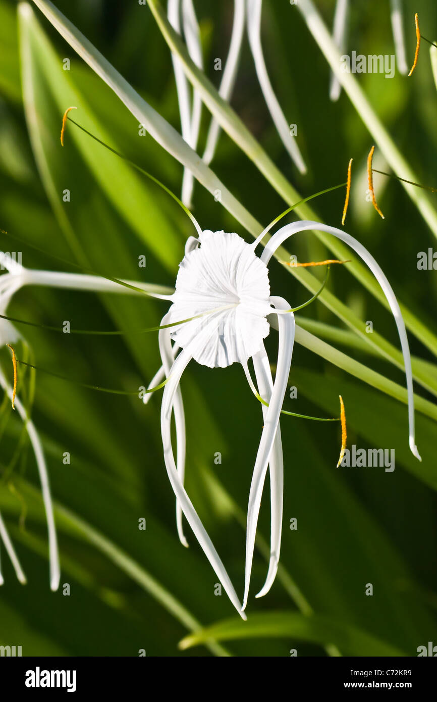 Tropical flower - White Spider Lily - Hymenocallis sp Stock Photo - Alamy