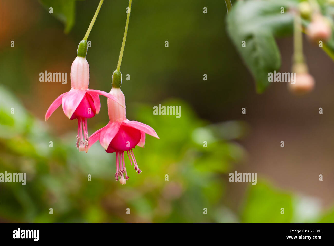 Two exotic blossom hi-res stock photography and images - Alamy