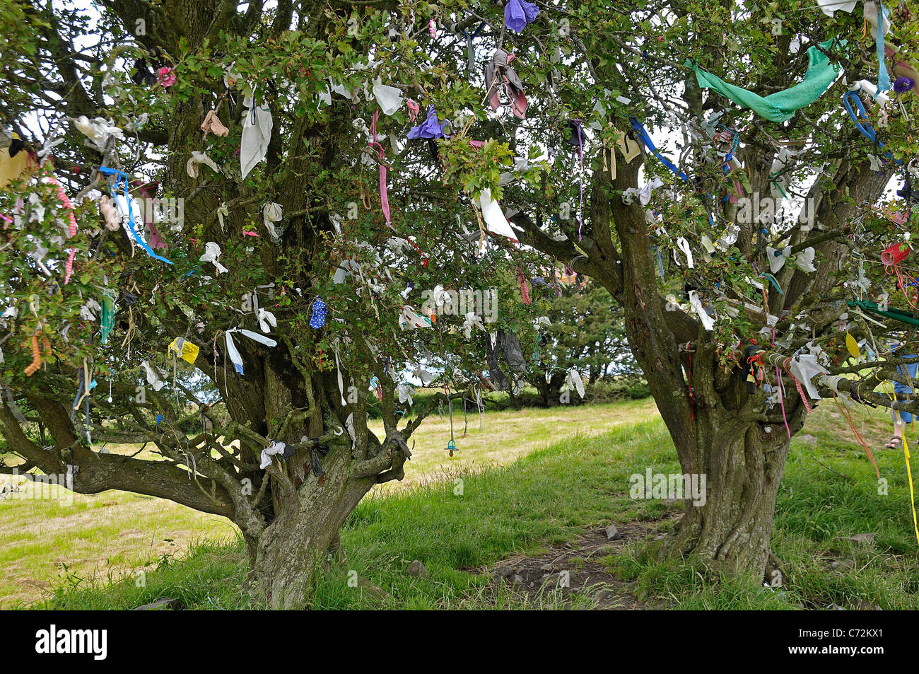 Fairy Trees, Hill of Tara, County Meath, Ireland Stock Photo - Alamy