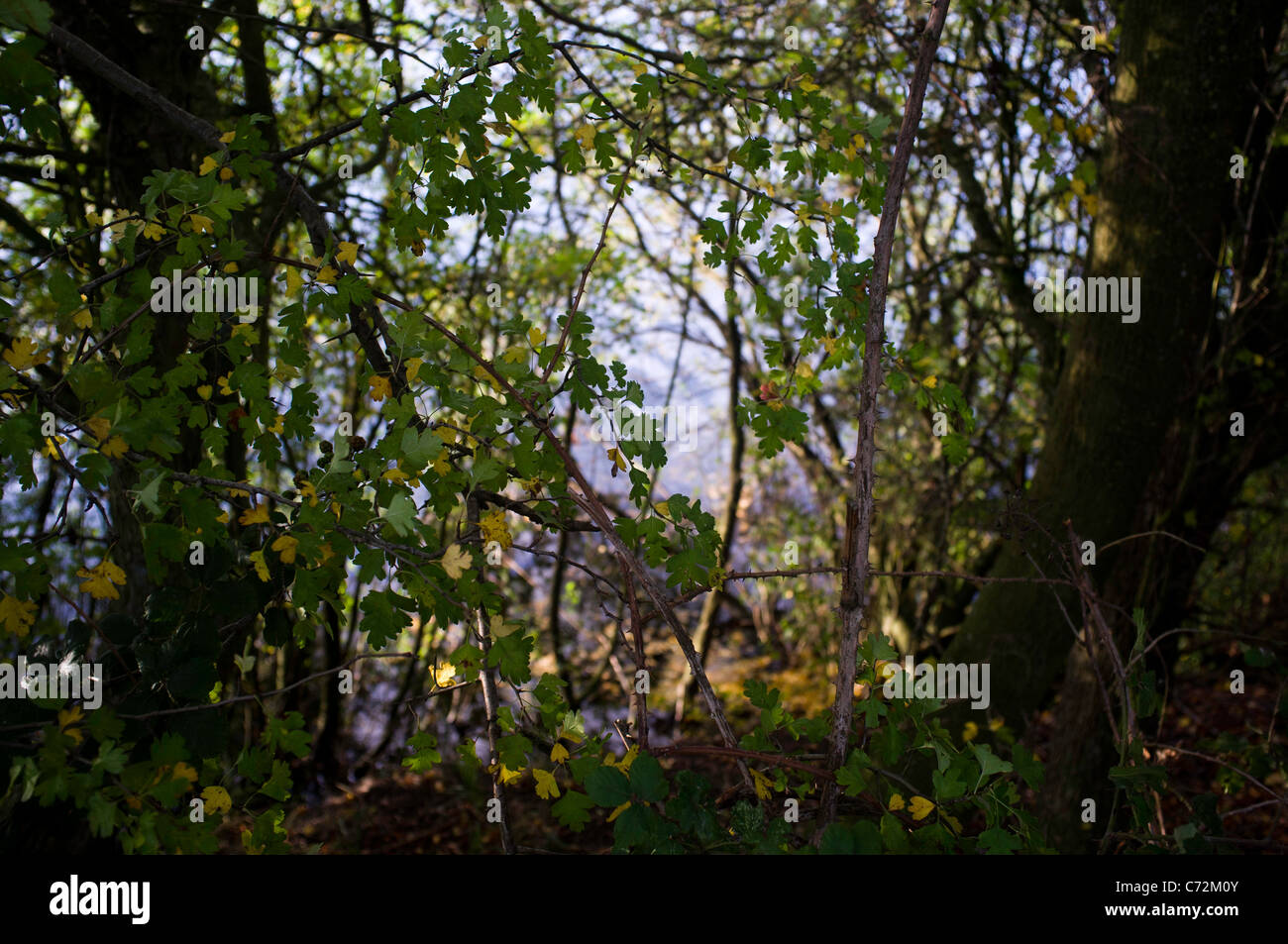 Thicket bushes hi-res stock photography and images - Alamy