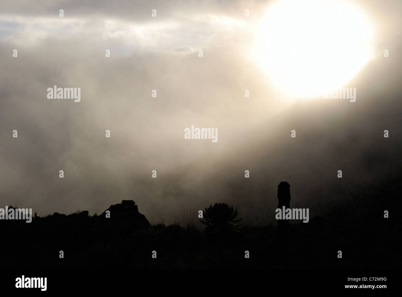 Sunshine through mist, Mt Kenya National Park, Kenya Stock Photo - Alamy