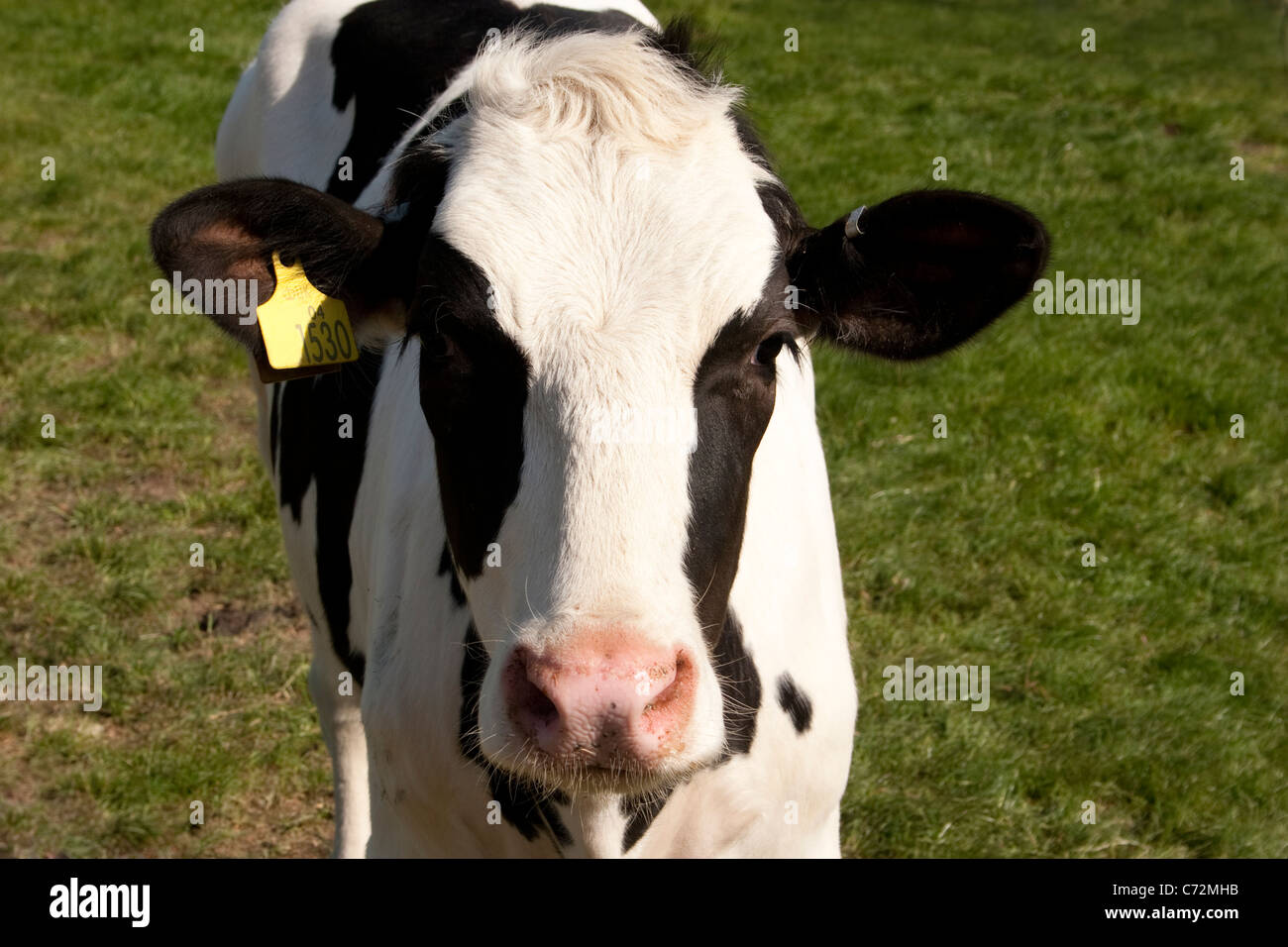 Holstein Cow Face