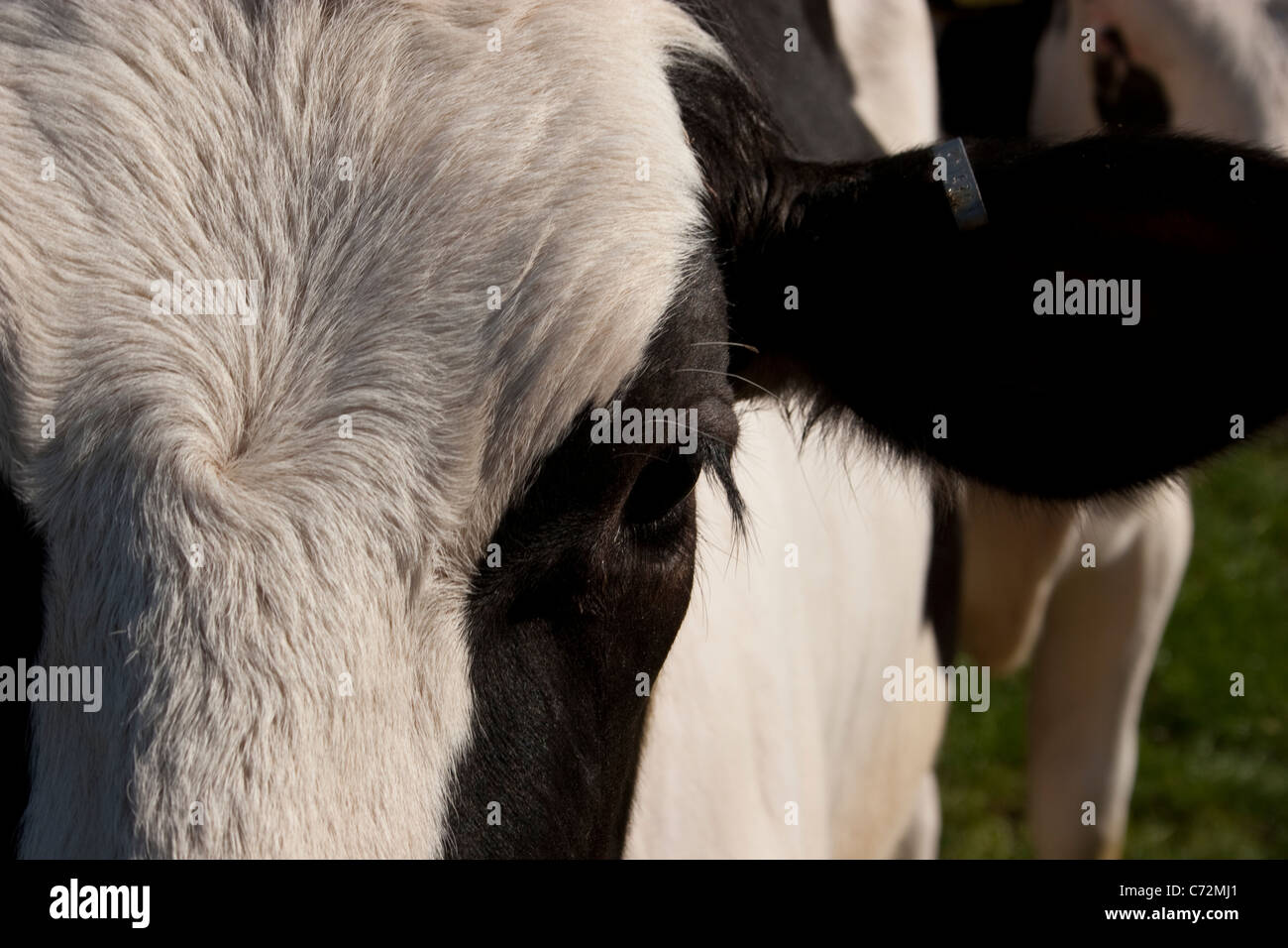 Close up cow face hi-res stock photography and images - Alamy