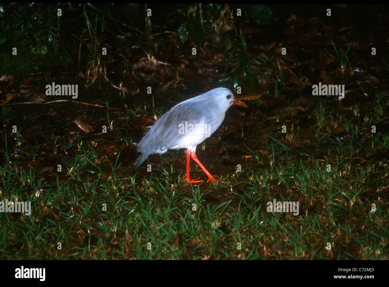 Kagu hi-res stock photography and images - Alamy
