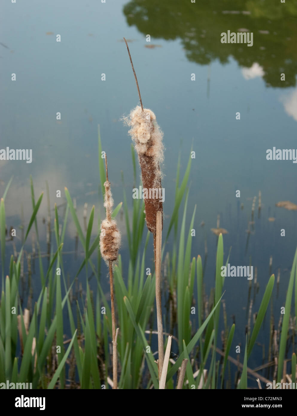 Marsh sedges hi-res stock photography and images - Alamy
