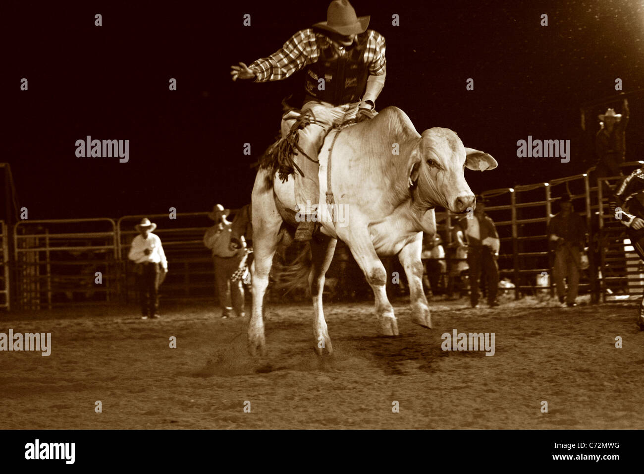 A cowboy riding a bull on a rodeo in Queensland, Australia Stock Photo ...