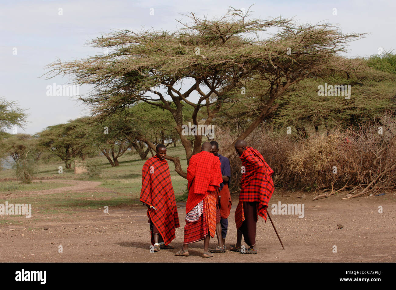 Africa. Tanzania. On March, 5th 2009 . Maasai village. A group maasai ...