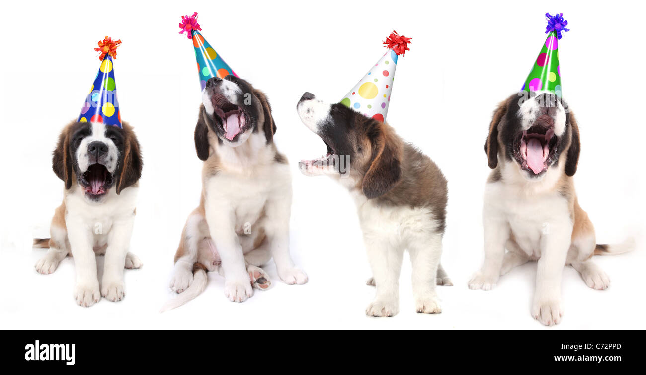 Singing Puppy Dogs Celebrating a Birthday Stock Photo - Alamy