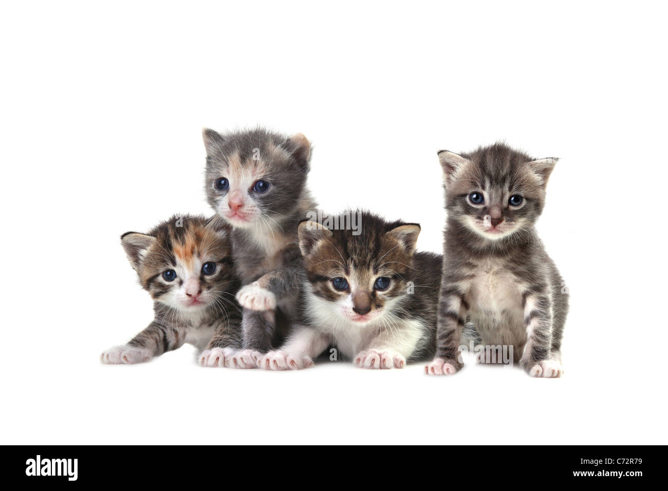 Portrait beautiful kitty on Cut Out Stock Images & Pictures - Alamy