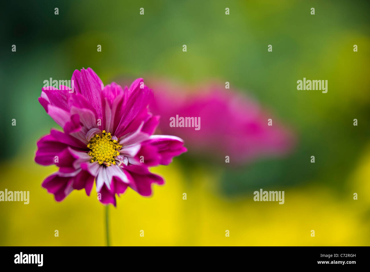 A single pink double flowering cosmos flower Stock Photo - Alamy